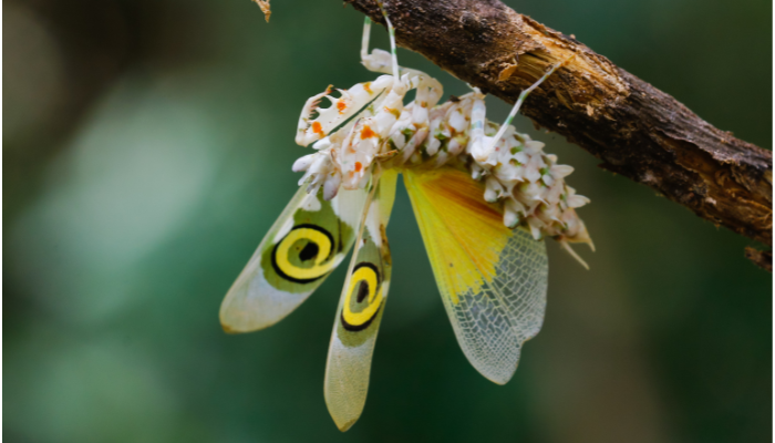 Buying and caring for a pet praying mantis – Bug Pets LTD