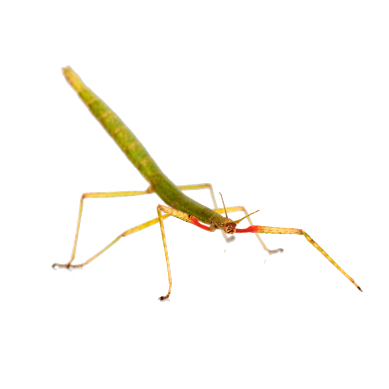 Indian Stick Insect, Carausius Morosus X 5 | Bug Pets LTD