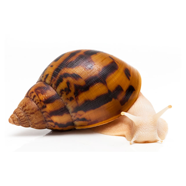 Albino Giant Tiger Land Snail, Achatina Achatina | Bug Pets LTD