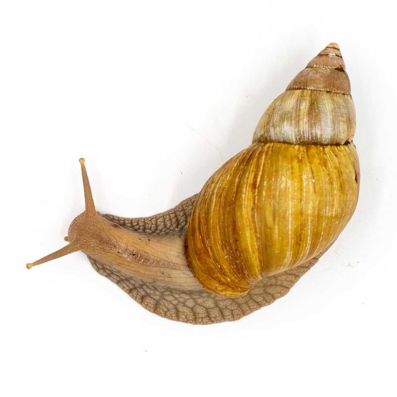 Jadatzi Giant African Land Snail, Achatina Fulica | Bug Pets LTD