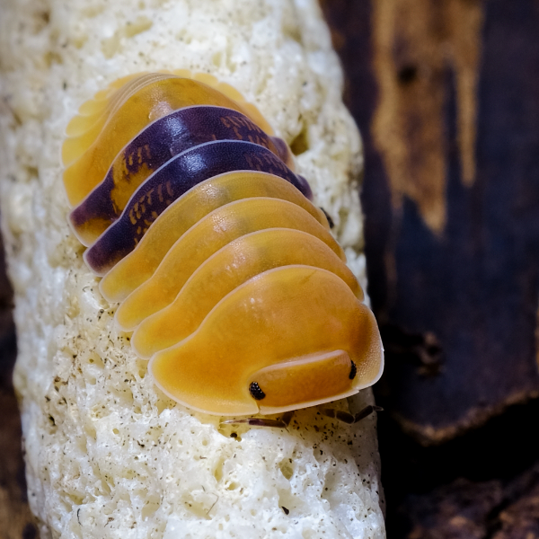 5x Amber Ducky Isopods, Cubaris Sp. | Bug Pets LTD