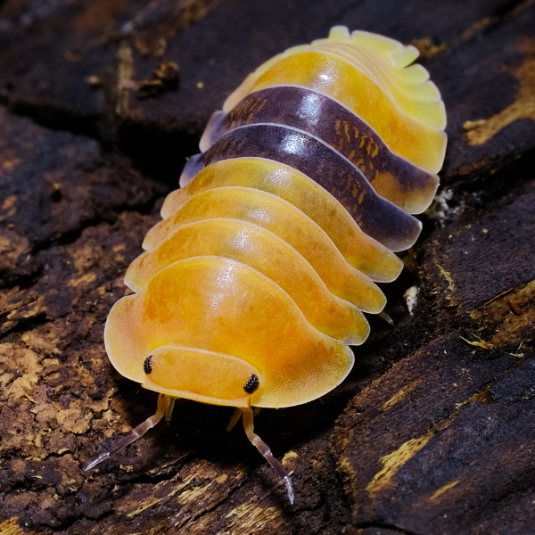 5x Amber Ducky Isopods, Cubaris Sp. | Bug Pets LTD