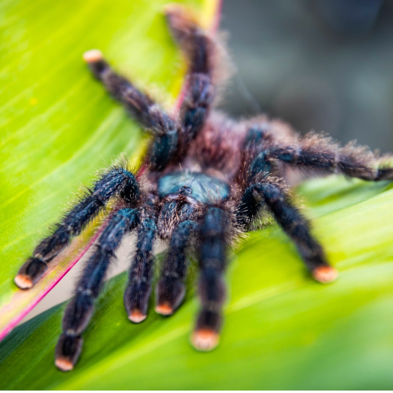 Sub-Adult Pink-Toe Tarantula, Avicularia Avicularia | Bug Pets LTD