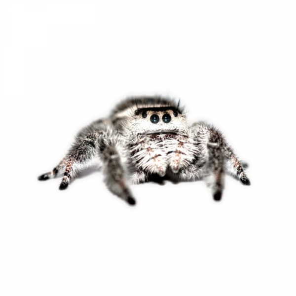 Pet Jumping Spiders | Next-Day UK Delivery | Bug Pets LTD LTD