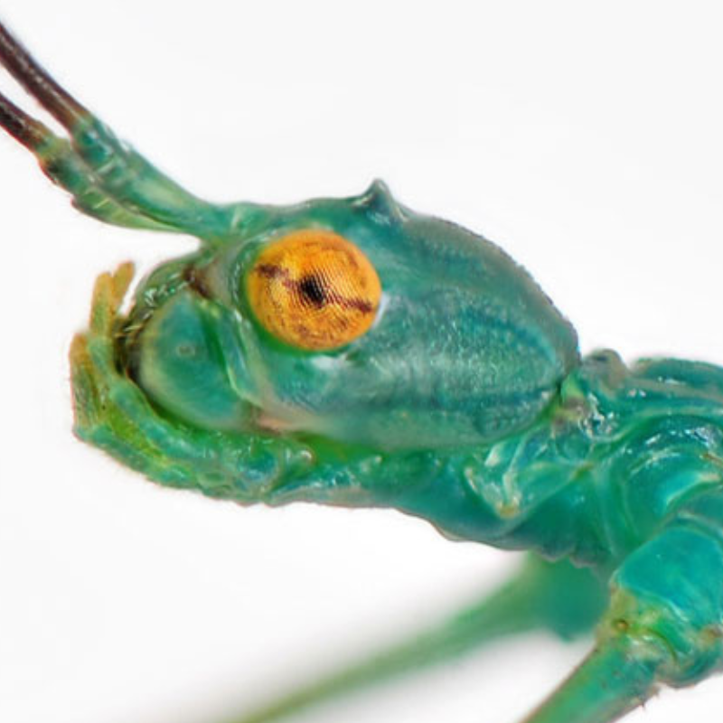 Blue Stick Insect, Ramulus Nematodes | Bug Pets LTD