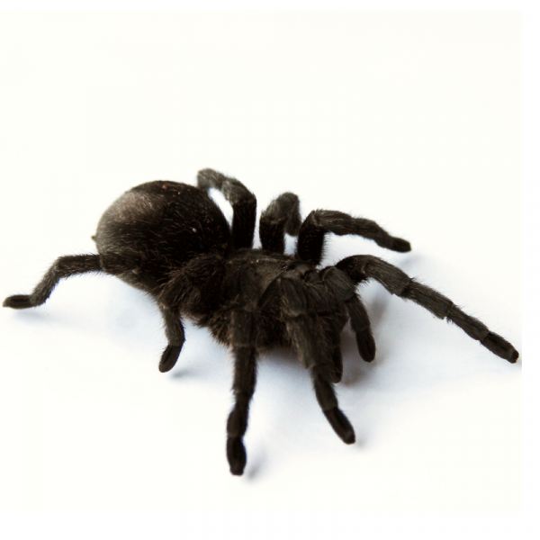 Sub-Adult Brazilian Black Tarantula, Grammostola Pulchra | Bug Pets LTD