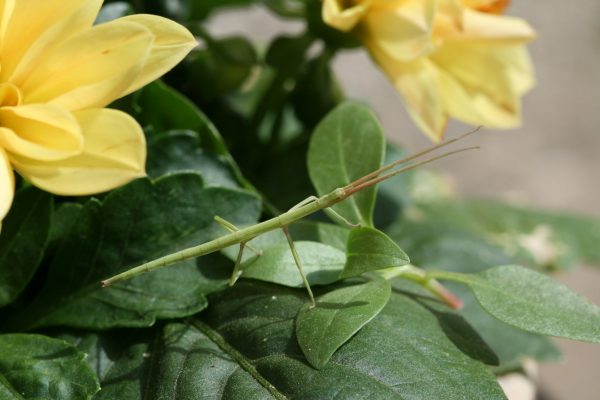 Indian Stick Insect, Carausius Morosus X 5 | Bug Pets LTD