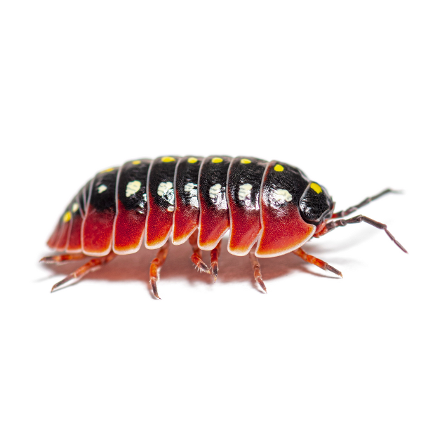 5x Clown Isopod, Armadillidium Klugii | Bug Pets LTD