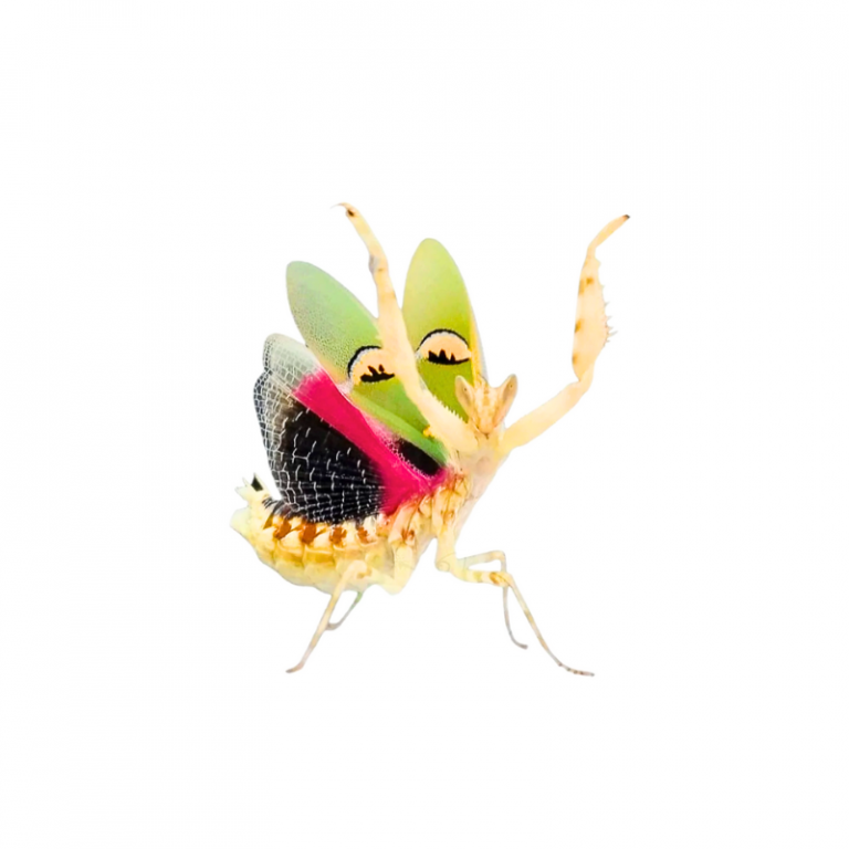 Yunnan Flower Mantis, Creobroter Sp. | Bug Pets LTD