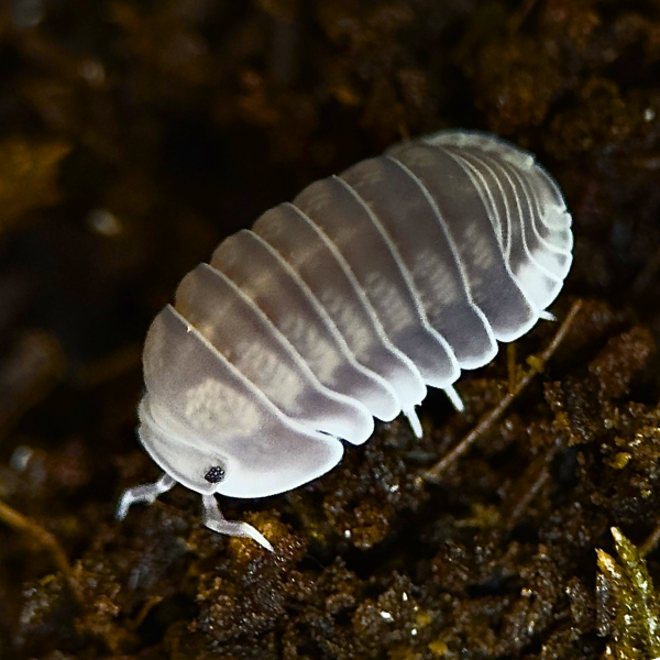 Pet Isopods | Next-Day UK Delivery | Bug Pets LTD LTD