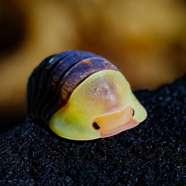 5x Rubber Ducky Isopod, Cubaris Sp. | Bug Pets LTD