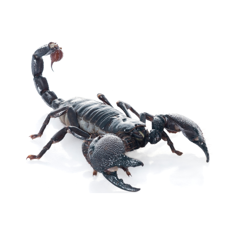 Pet Scorpions | Next-Day UK Delivery | Bug Pets LTD LTD