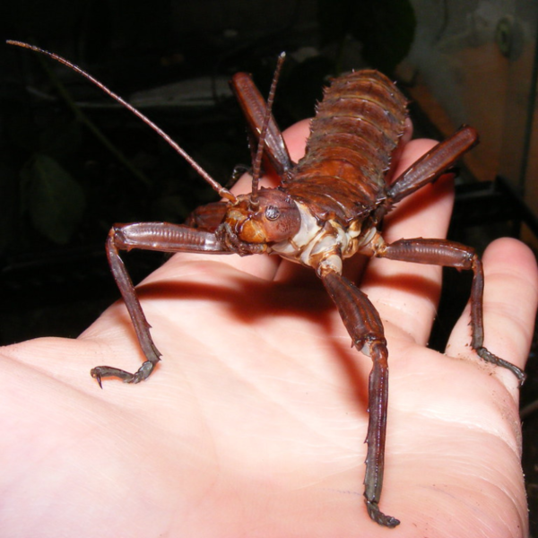 Giant Spiny Stick Insect, Eurycantha Calcarata | Bug Pets LTD