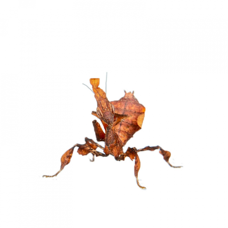 Ghost Mantis, Phyllocrania Paradoxa | Bug Pets LTD