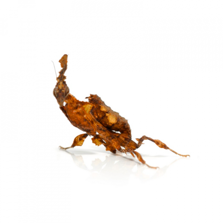 Ghost Mantis, Phyllocrania Paradoxa | Bug Pets LTD