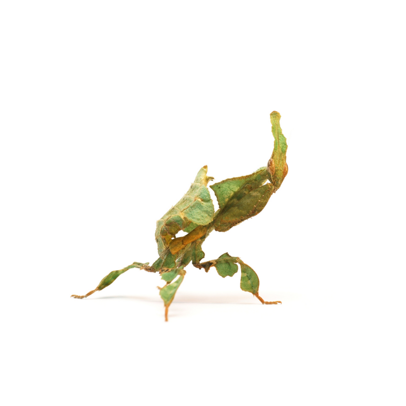 Ghost Mantis, Phyllocrania Paradoxa | Bug Pets LTD