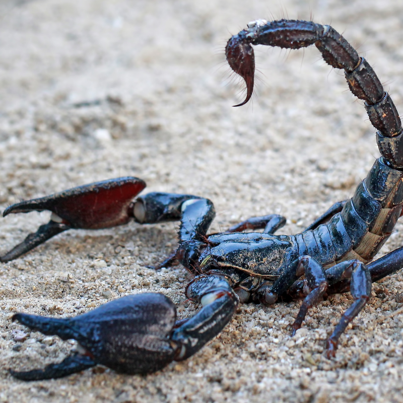 Giant Asian Forest Scorpion, Heterometrus SP. | Bug Pets LTD