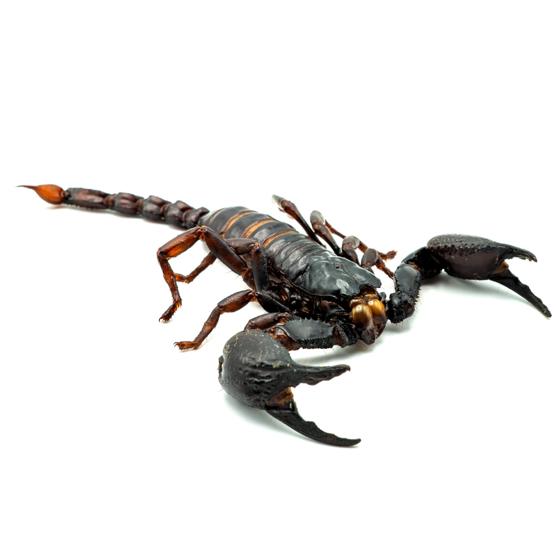Giant Asian Forest Scorpion, Heterometrus SP. | Bug Pets LTD