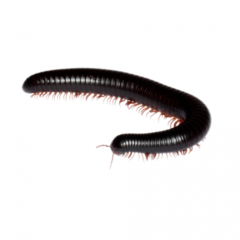 Giant African Millipede, Archispirostreptus Gigas | Bug Pets LTD