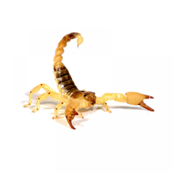 Live Invertebrates | Bug Pets LTD