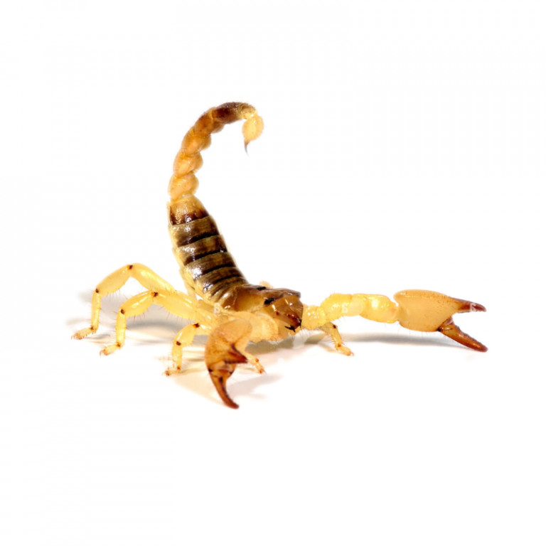 Pet Scorpions | Next-Day UK Delivery | Bug Pets LTD LTD