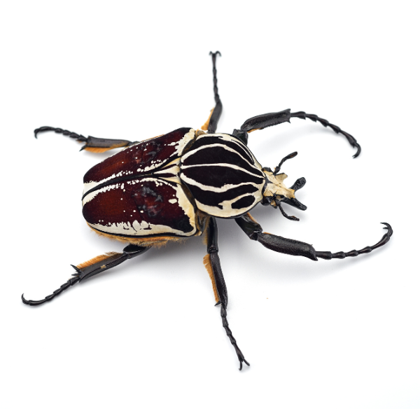 Goliath Flower Beetle, Goliathus Goliatus | Bug Pets LTD