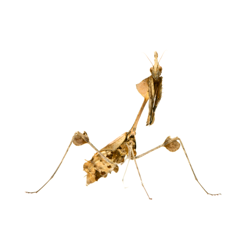 Pet Praying Mantis | Next-Day UK Delivery | Bug Pets LTD