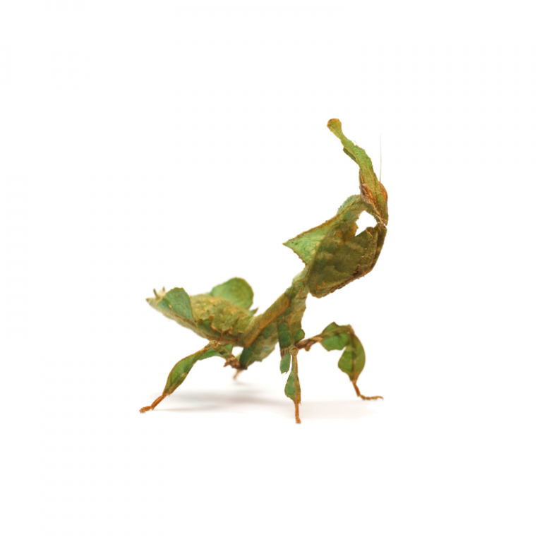 Ghost Mantis, Phyllocrania Paradoxa | Bug Pets LTD