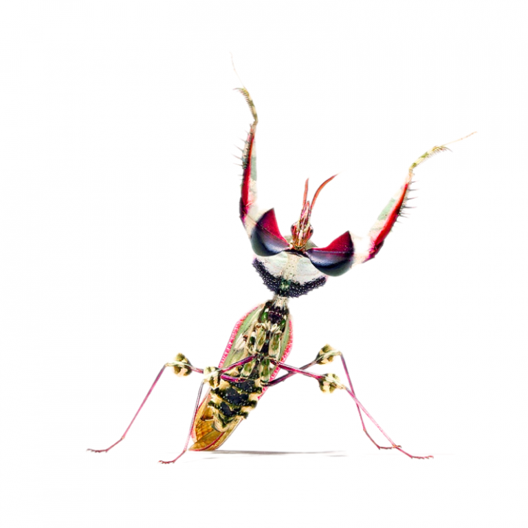 Pet Praying Mantis | Next-Day UK Delivery | Bug Pets LTD