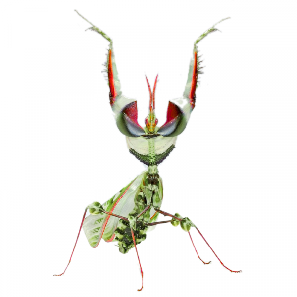 Devil's Flower Mantis, Idolomantis Diabolica | Bug Pets LTD