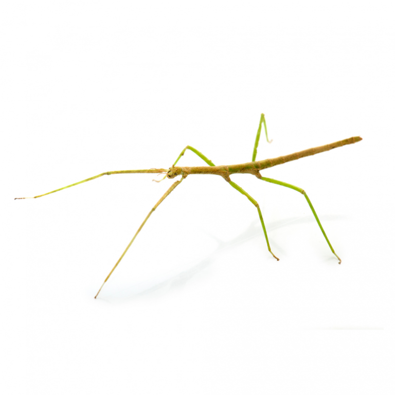 Indian Stick Insect, Carausius Morosus X 5 | Bug Pets LTD