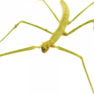 Indian Stick Insect, Carausius Morosus X 5 | Bug Pets LTD