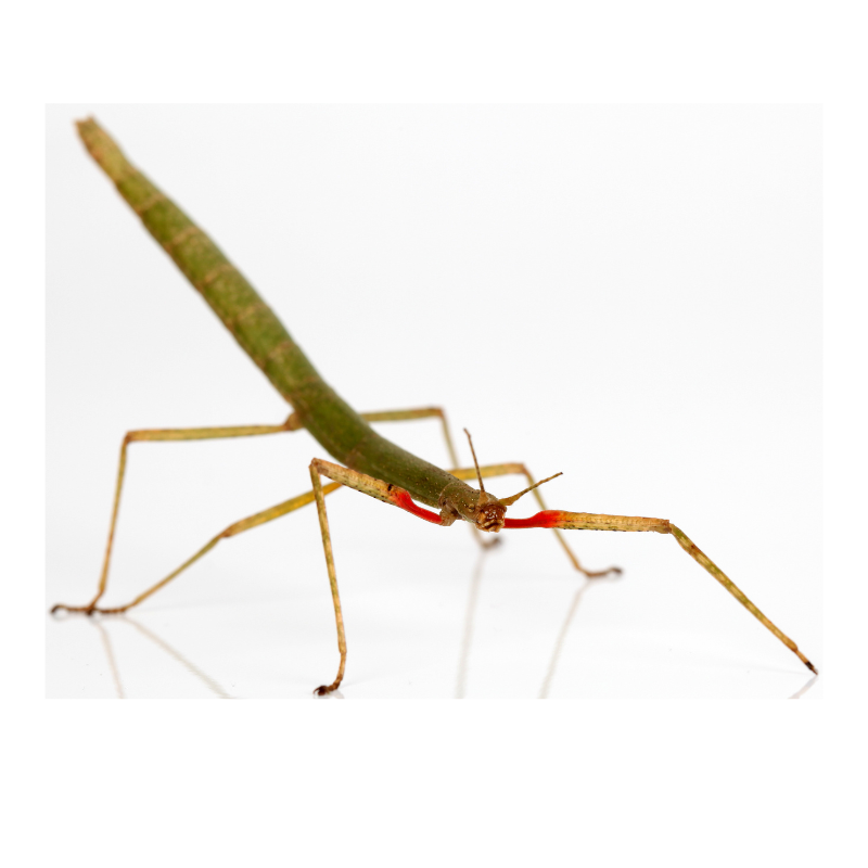 Stick Insect Supplies | Bug Pets LTD