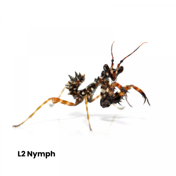Spiny Flower Mantis, Pseudocreobotra Wahlbergii | Bug Pets LTD