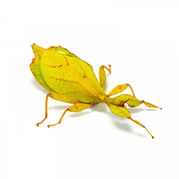 Stick & Leaf Insects | Next-Day UK Delivery | Bug Pets LTD