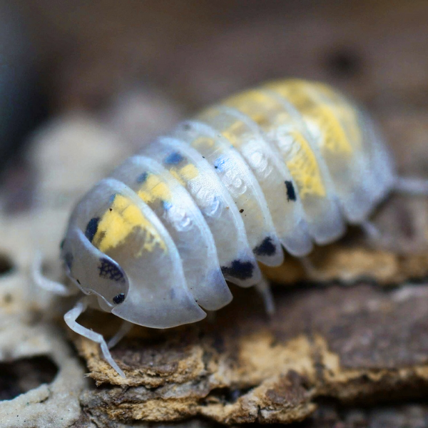 5x Magic Potion Isopod, Armadillidium Vulgare | Bug Pets LTD