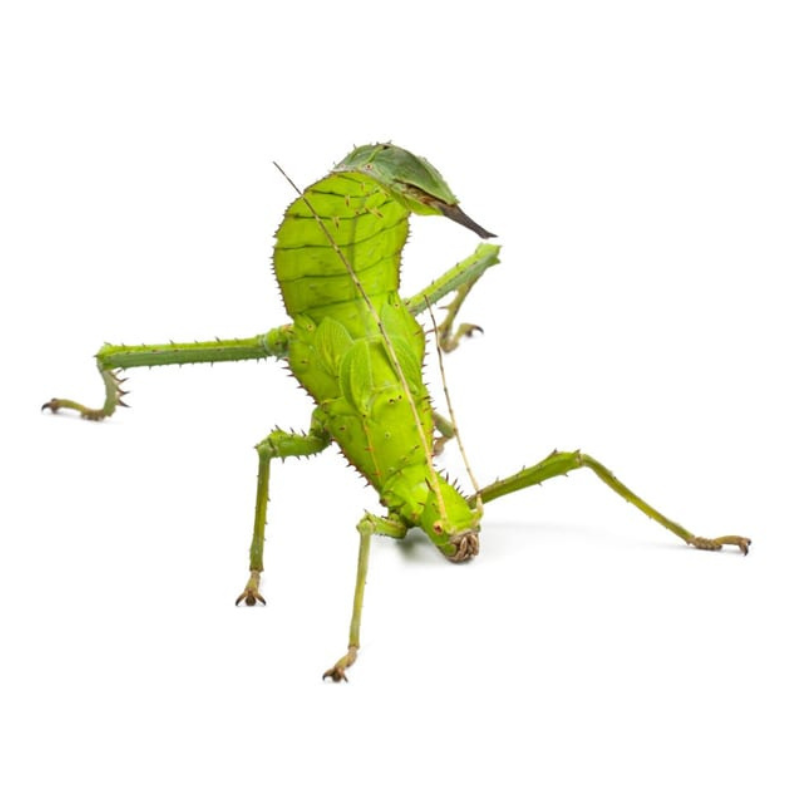 Insects | Bug Pets LTD