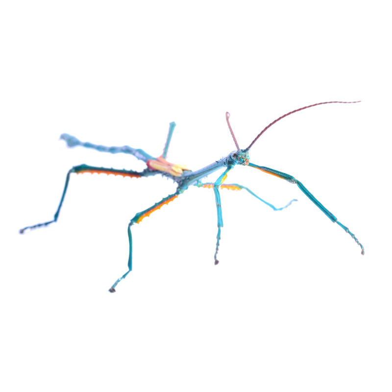 Metallic Stick Insect, Achrioptera Fallax | Bug Pets LTD