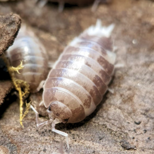 Pet Isopods | Next-Day UK Delivery | Bug Pets LTD LTD