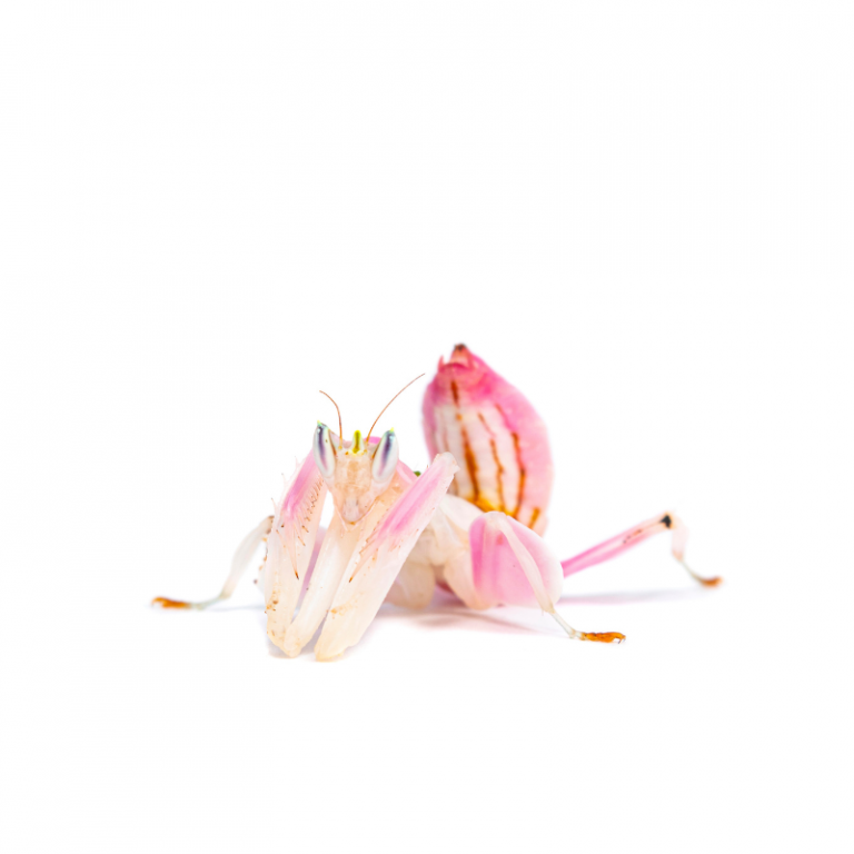 Insects | Bug Pets LTD