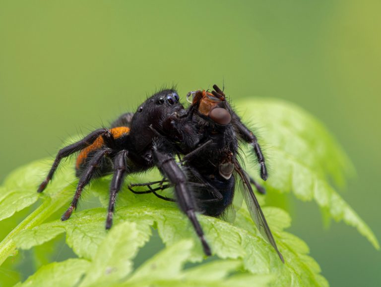 Red-Back Jumping Spider, Phidippus Johnsonii | Bug Pets LTD