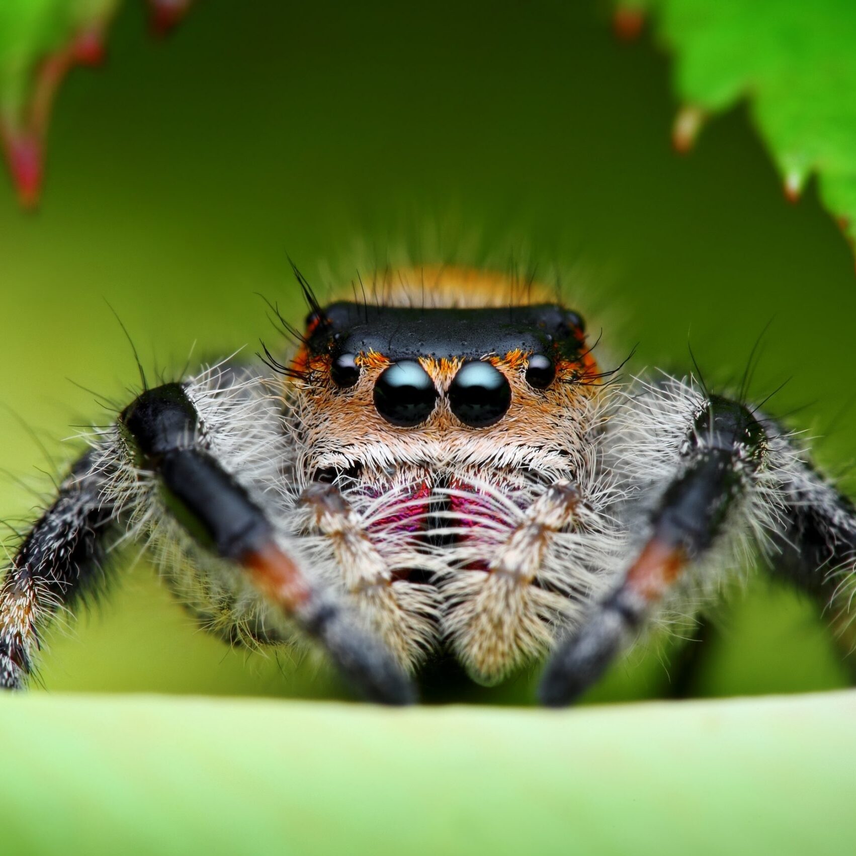 Regal Jumping Spider, Phidippus Regius | Bug Pets LTD