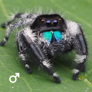 White Bahamas Jumping Spider, Phidippus Regius | Bug Pets LTD