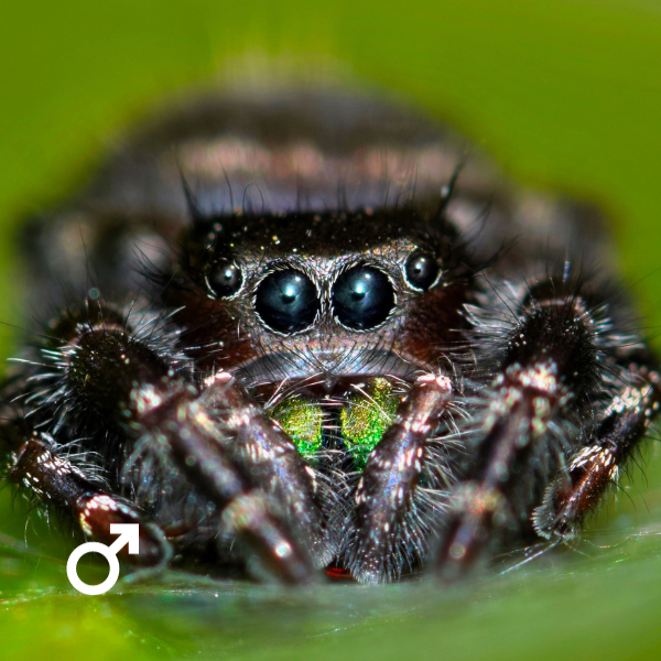 Regal Jumping Spider, Phidippus Regius | Bug Pets LTD