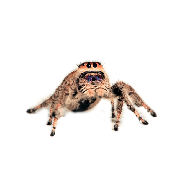 Regal Jumping Spider, Phidippus Regius | Bug Pets LTD