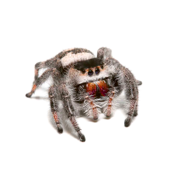 Florida Regal Jumping Spider, Phidippus Regius | Bug Pets LTD