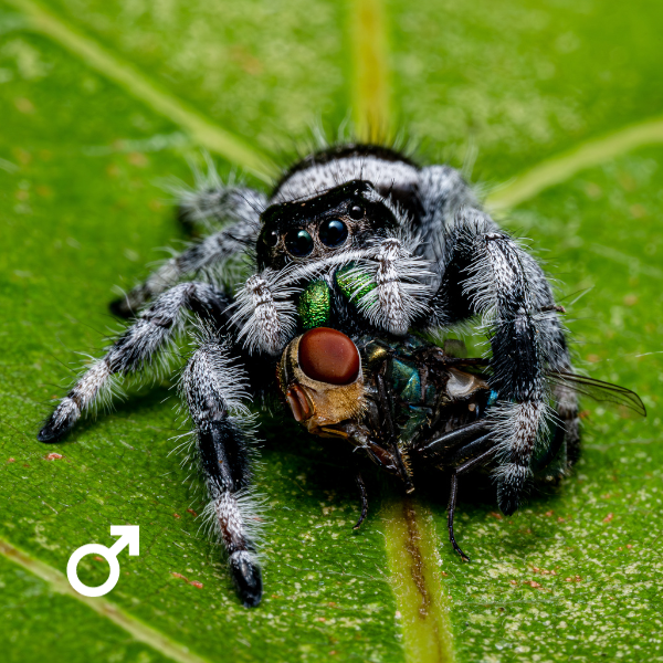 Regal Jumping Spider, Phidippus Regius | Bug Pets LTD