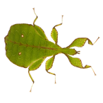 Leaf Insect, Phyllium Philippinicum | Bug Pets LTD