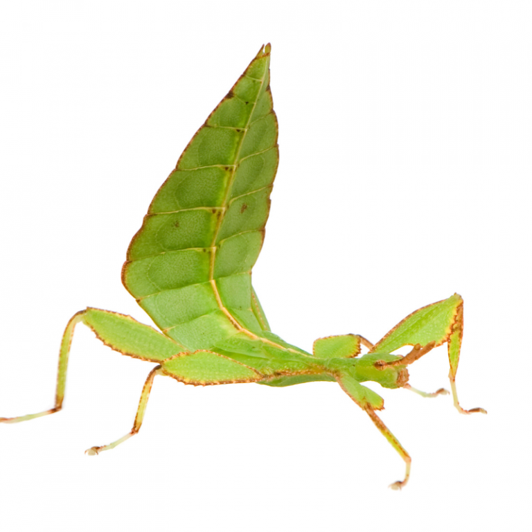Leaf Insect, Phyllium Philippinicum | Bug Pets LTD