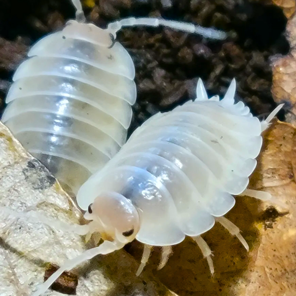 5x Crystal White Isopod, Porcellio Laevis | Bug Pets LTD